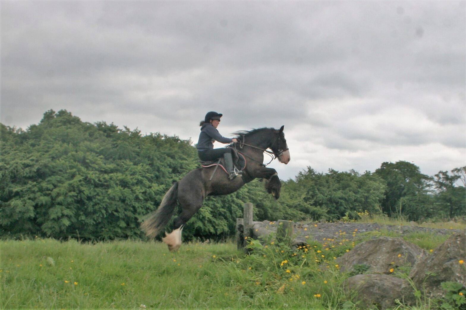 Irish Cobs for Sale - Cairnview Stud