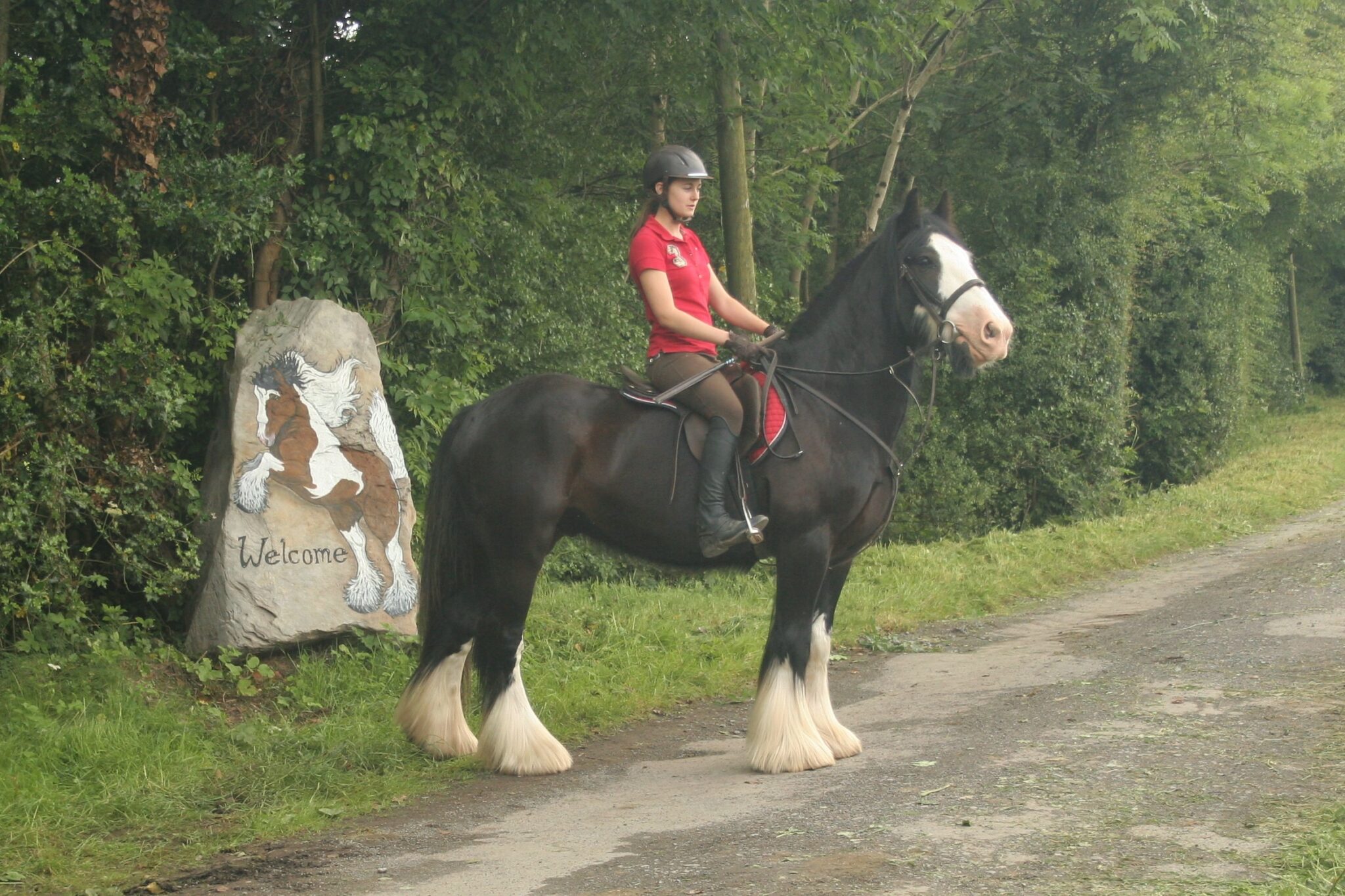 Irish Cobs for Sale - Cairnview Stud