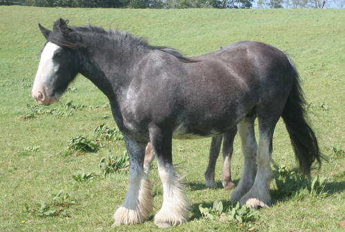 Our Irish Cobs for Breeding - Cairnview Stud