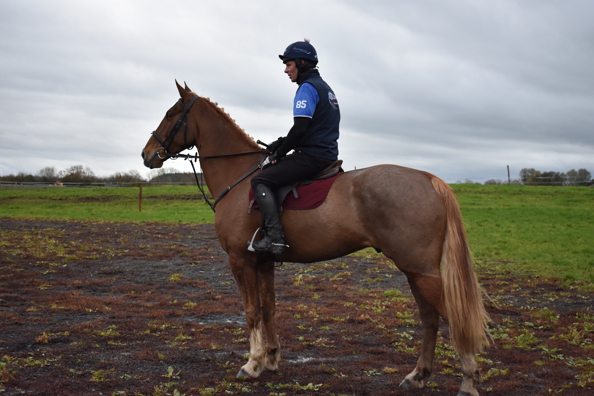 Irish Hunters for Sale - Cairnview Stud