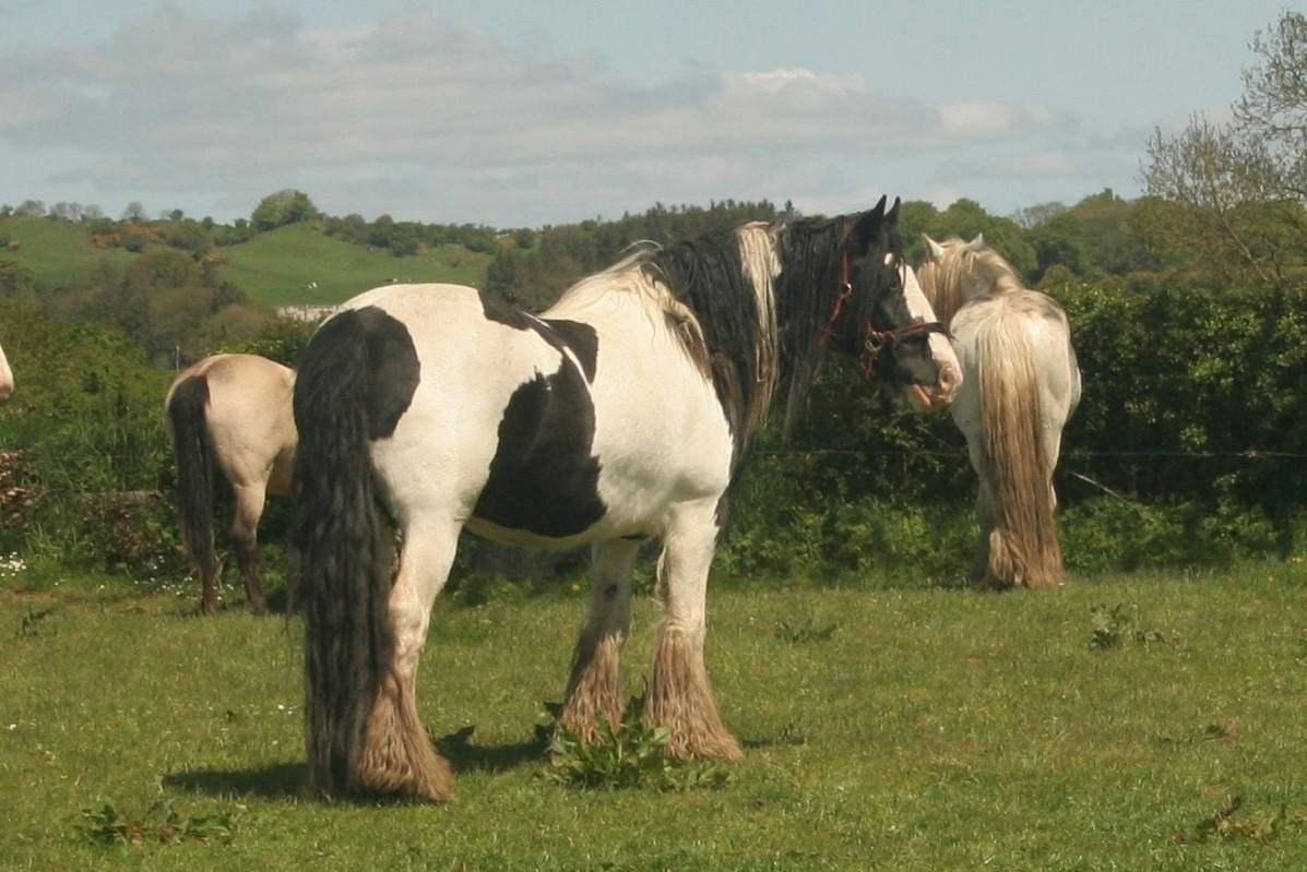 Our Irish Cobs for Breeding - Cairnview Stud